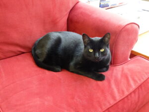 Home - Copper Cat Books