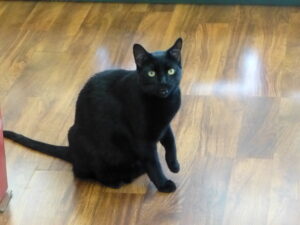 Home - Copper Cat Books